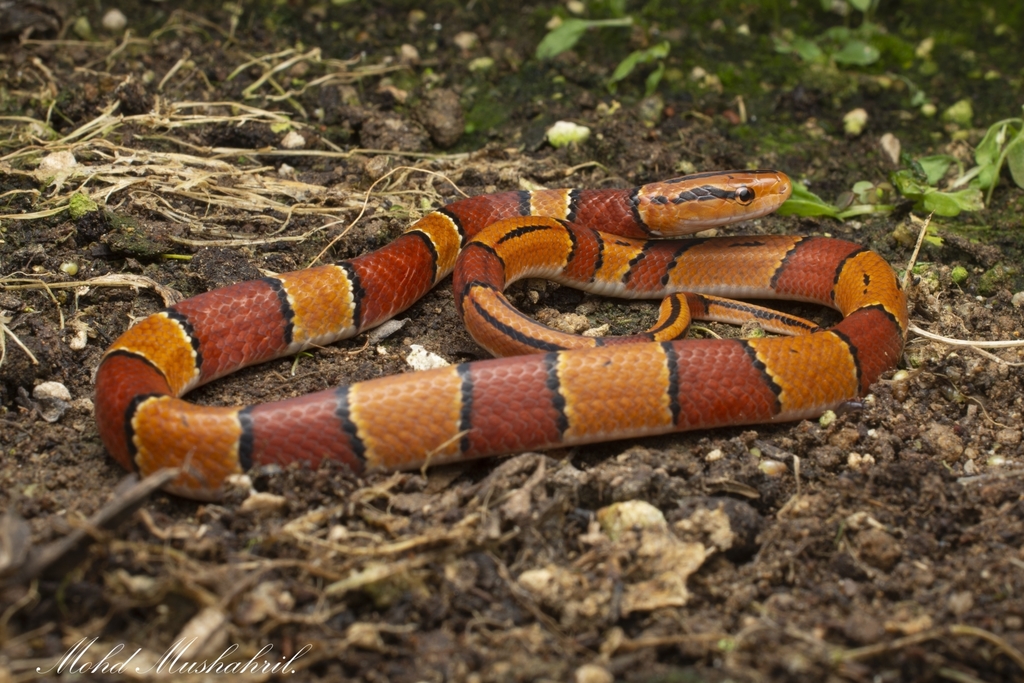 Red Mountain Ratsnake from Tanah Rata, 39000, Pahang, Malaysia on ...