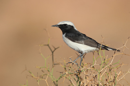 Maghreb Wheatear (Subspecies Oenanthe lugens halophila) · iNaturalist