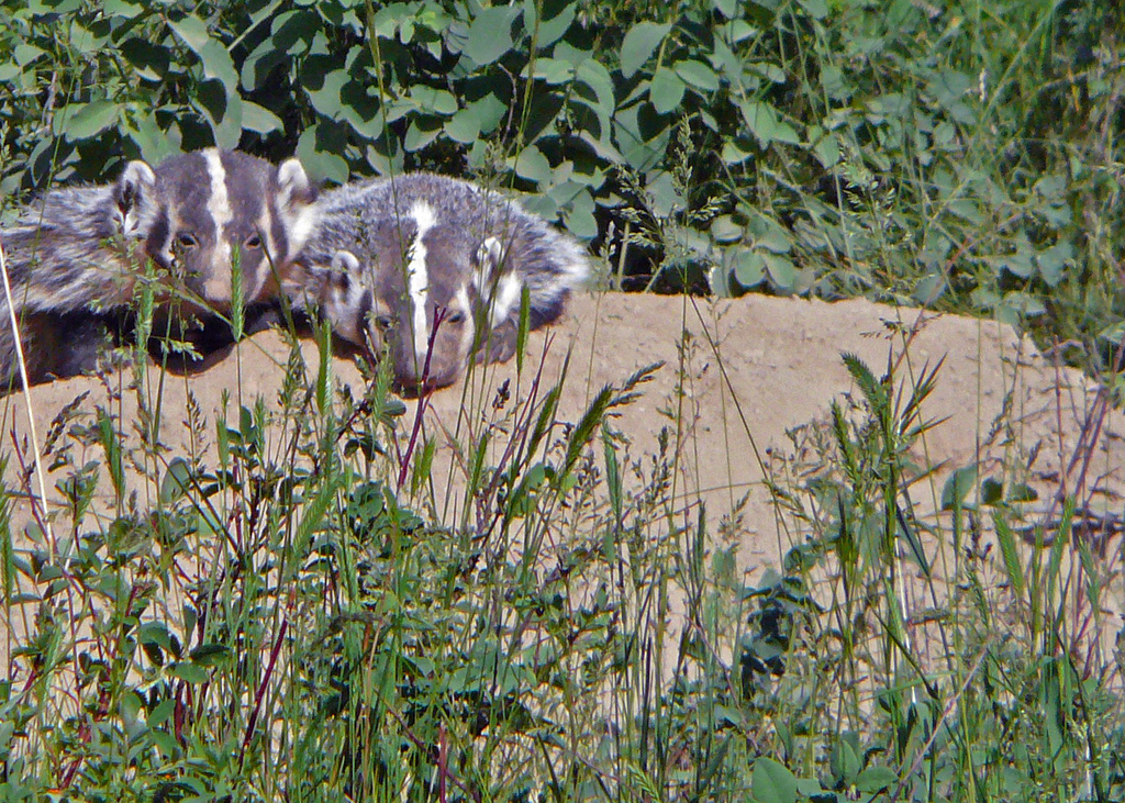 American Badger from East Kootenay, CA-BC, CA on June 20, 2008 by Greg ...