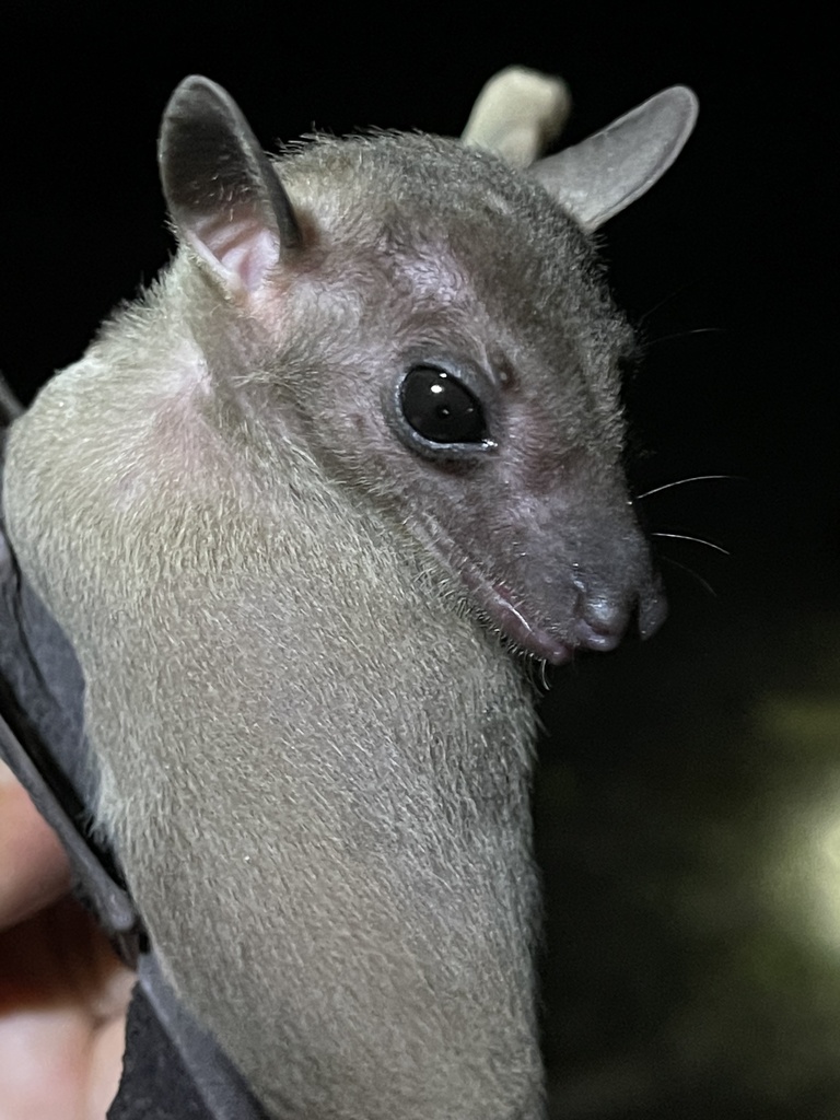 Geoffroy's Rousette from Khao Phra, Amphoe Rattaphum, Songkhla, TH on ...