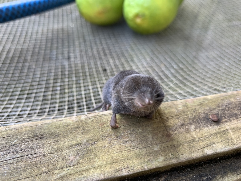 Honduran Small-eared Shrew from San Antonio De Oriente, Francisco ...