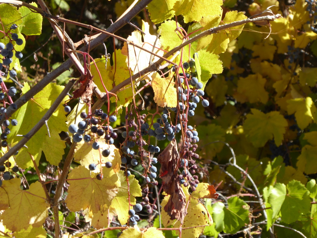 California wild grape from Auburn, CA, USA on October 27, 2021 at 10:58 ...