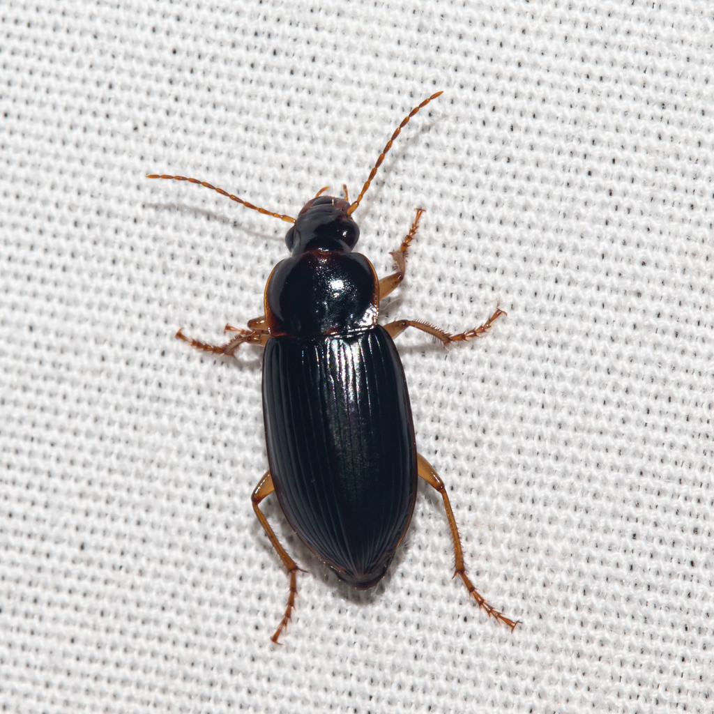 Notiobia terminata from Patuxent Research Refuge, Anne Arundel ...