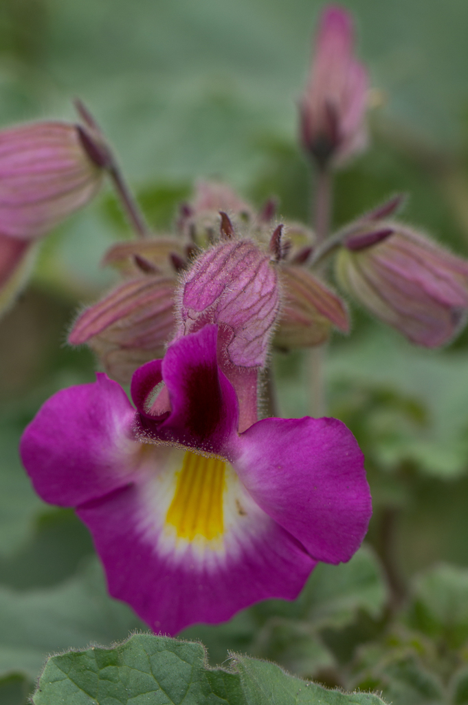 (Proboscidea fragrans) - Botanical Realm