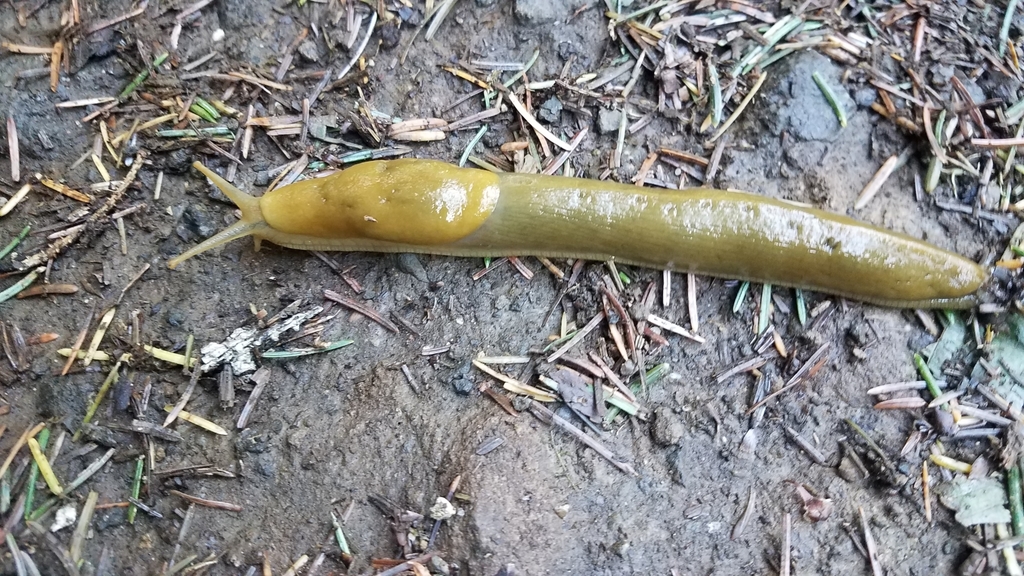 Pacific Banana Slug from Lincoln City, OR, USA on October 29, 2021 at ...