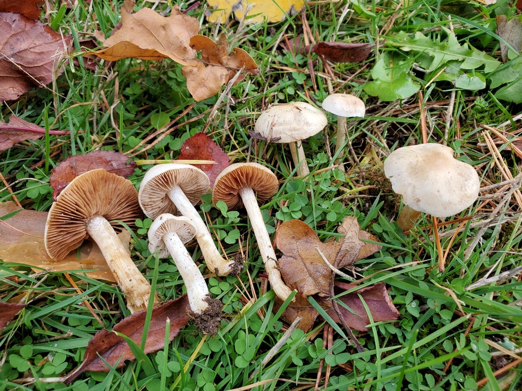 Sweet Poisonpie from Bitter Lake, Seattle, WA 98133, USA on October 29 ...