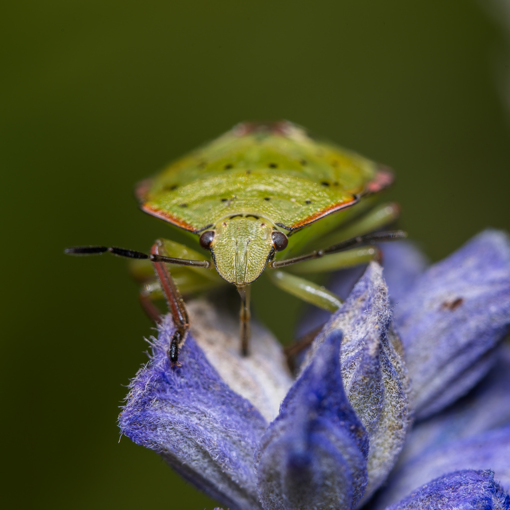 Southern Green Stink Bug from Meadowick Ln, Dallas, TX, US on October ...