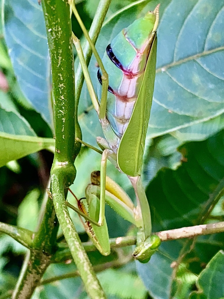 Giant Asian Mantises from Kota Kinabalu, Sabah, MY on October 30, 2021 ...