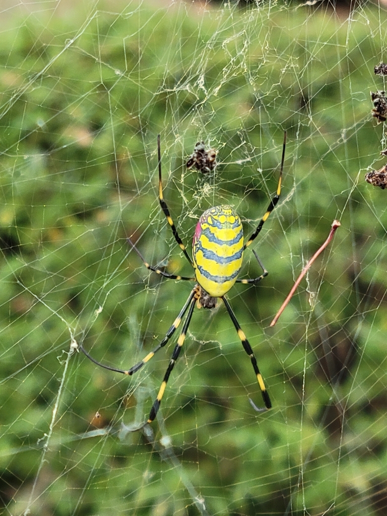 Joro Spider from 17-5 Ōsugachō, Minami Ward, Hiroshima, 732-0821, Japan ...
