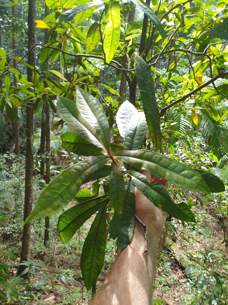 rusty helicia from Wardrop Valley NSW 2484, Australia on October 30 ...