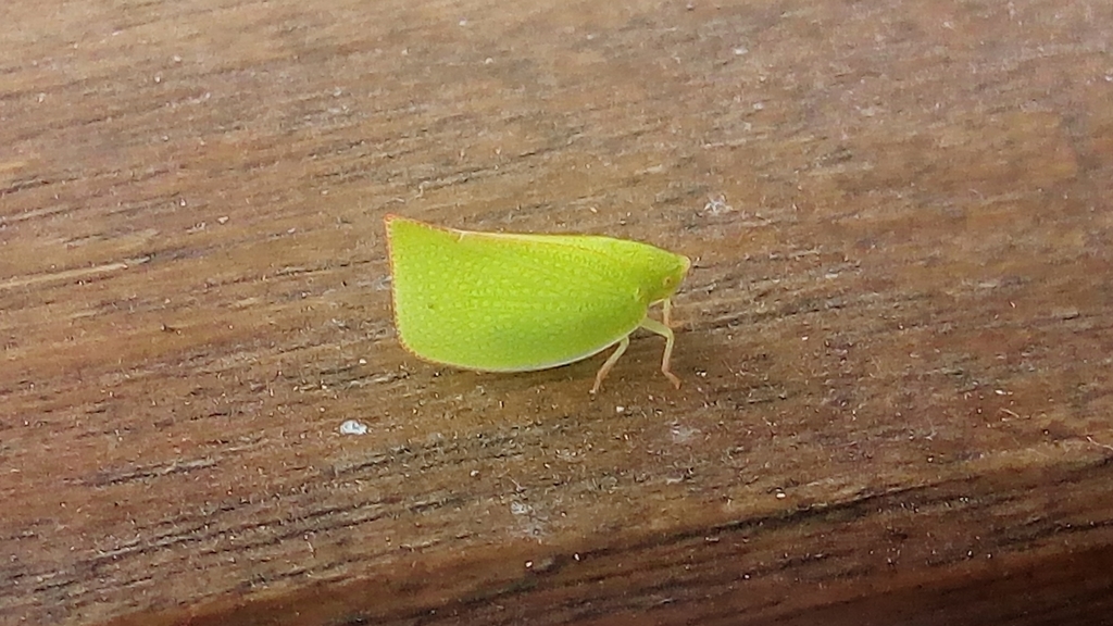 Torpedo Bug from 2500-844 Caldas da Rainha, Portugal on October 30 ...