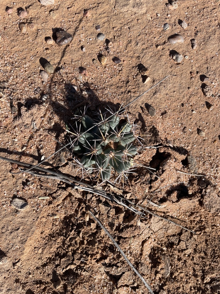 Stout Needle Mulee in October 2021 by Liz Plazewski · iNaturalist