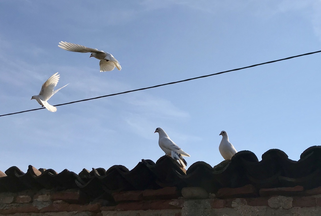 Feral Pigeon from Strada Stupinigi 80, Orbassano, Piemonte, IT on ...