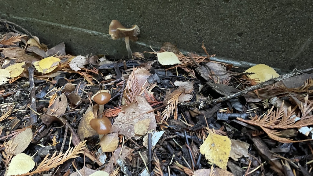 Wavy Cap in October 2021 by Maddison Cohodas · iNaturalist
