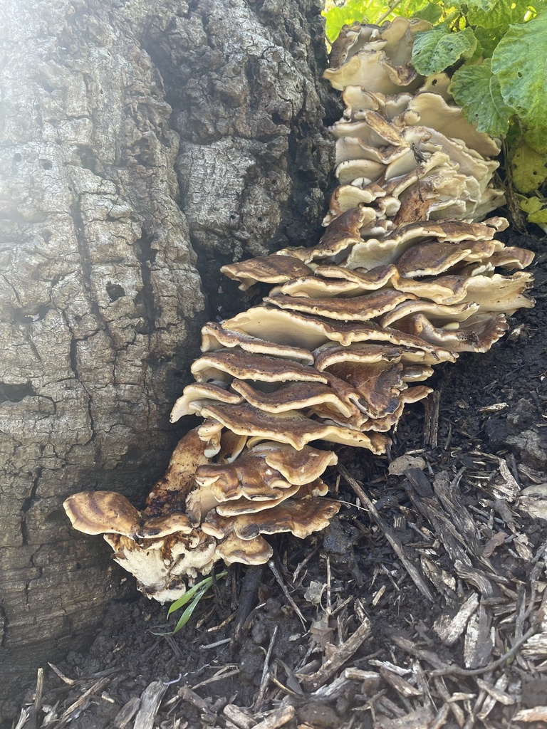 Giant Polypore in October 2021 by Jess Starwood · iNaturalist