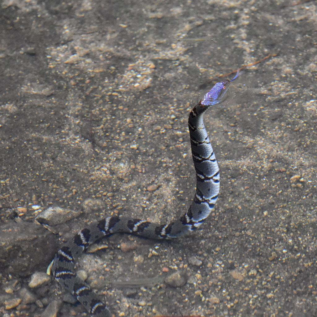 Asiatic Water Snake in October 2021 by WK Cheng · iNaturalist
