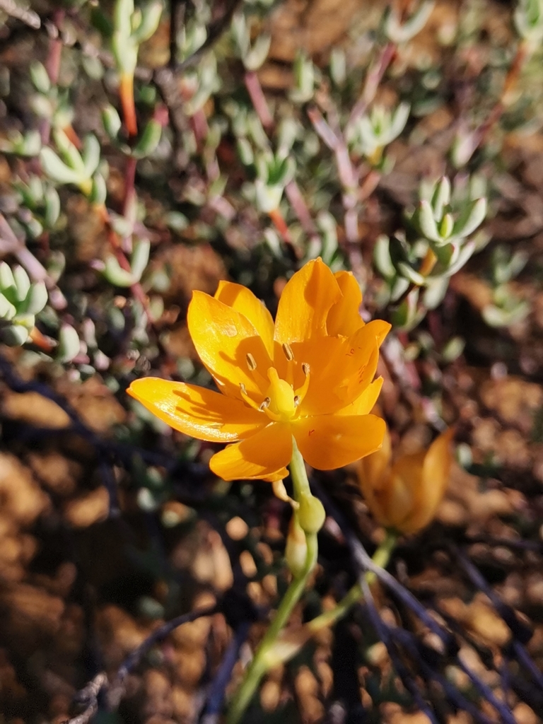 Rock Chink from Cape Winelands, ZA-WC, ZA on October 30, 2021 at 05:20 ...