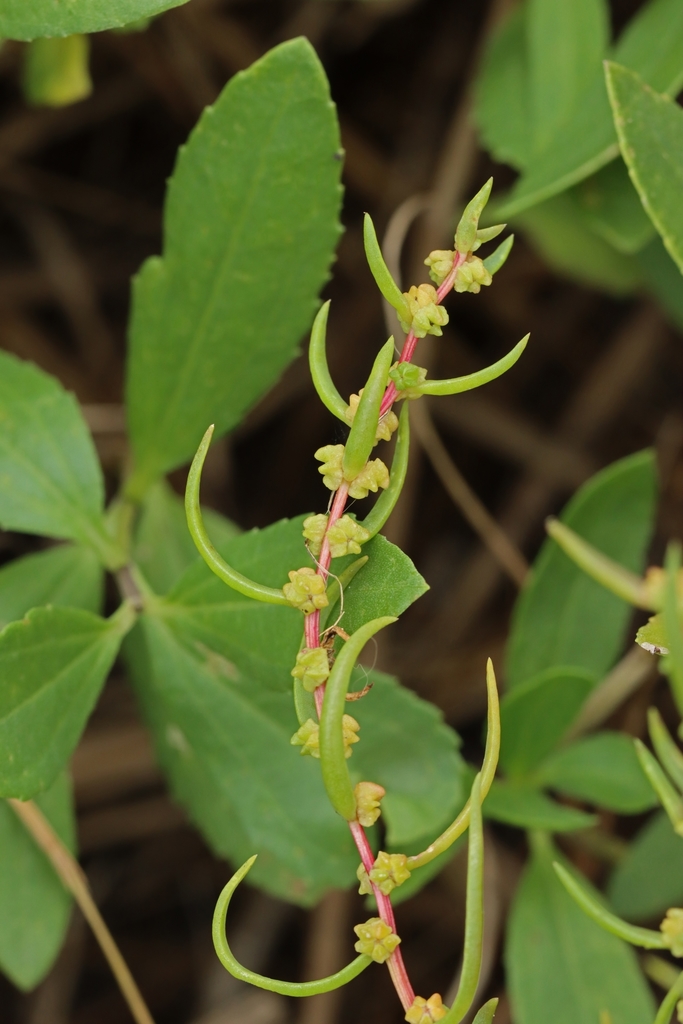 Roland's Seablite in October 2021 by samhain73. Perianths are huge ...