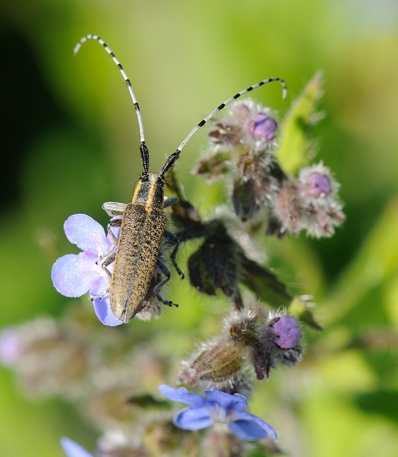 Golden-bloomed Longhorn from Shootacre Corner, Lacey Green ...