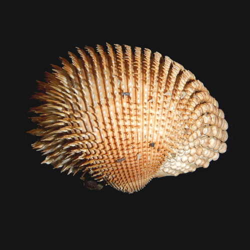 Sand Cockle (Acanthocardia spinosa) · iNaturalist
