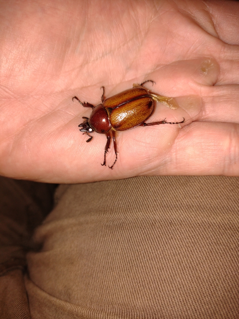 Agaocephala inermicollis from Quilombo on October 31, 2021 at 08:34 PM ...