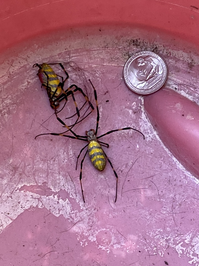 Joro Spider from Teal Ct, Lawrenceville, GA, US on October 21, 2021 at ...