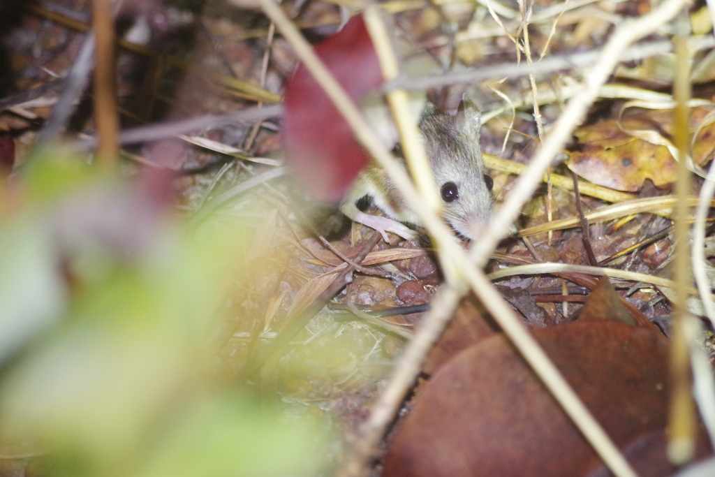 Kakadu Pebble Mouse from Jabiru NT 0886, Australia on October 31, 2021 ...