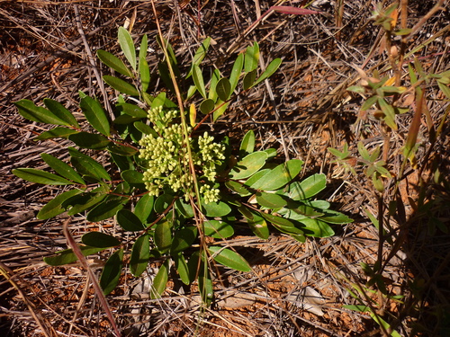 Genus Simaba · iNaturalist