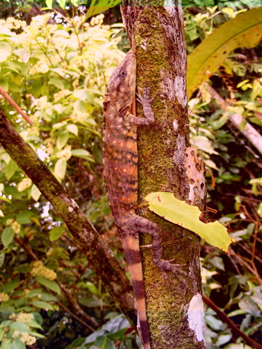 Decorated Anole (Dactyloa insignis) · iNaturalist