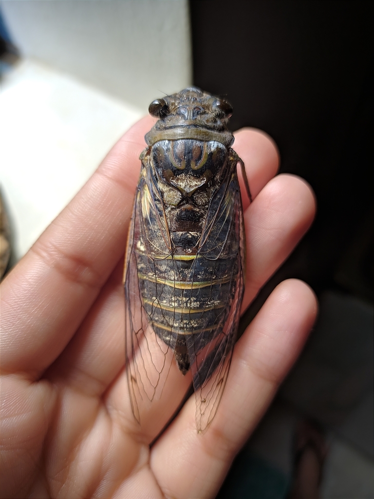 Giant Cicada from Centro, Janaúba - MG, 39440-000, Brasil on October 31 ...