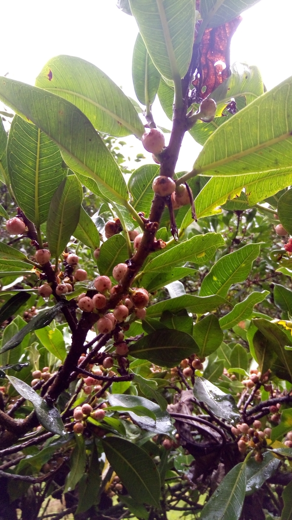 West Indian Laurel Fig from Medellín, Antioquia, Colombia on April 28, 2018 at 04:42 PM by ...