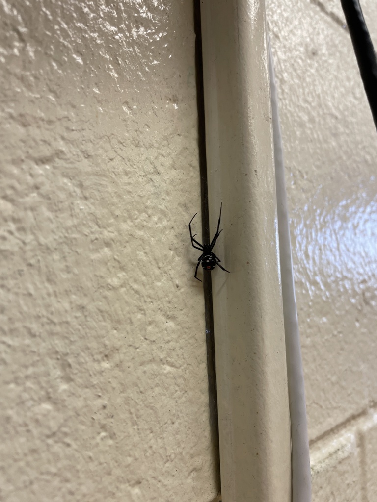 Northern Black Widow from Central Peabody, Peabody, MA, US on November ...