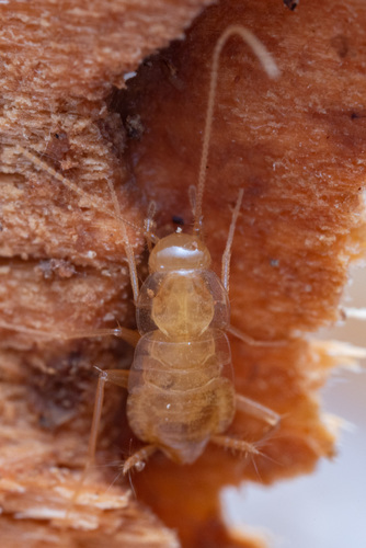 Cave Cockroaches (Family Nocticolidae) · iNaturalist