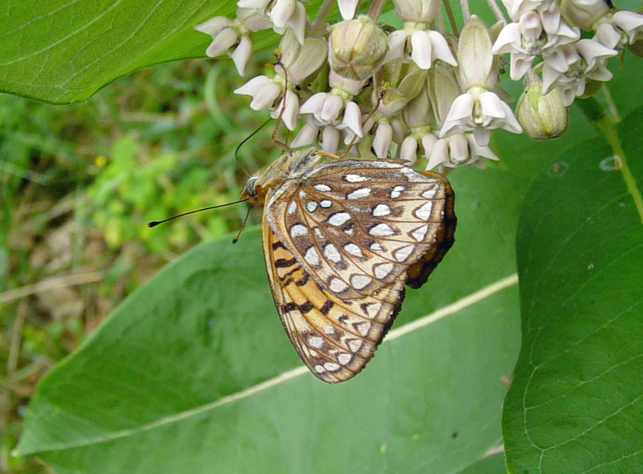 Atlantis Fritillary from Hearts Content, PA on July 24, 2005 by Curt ...