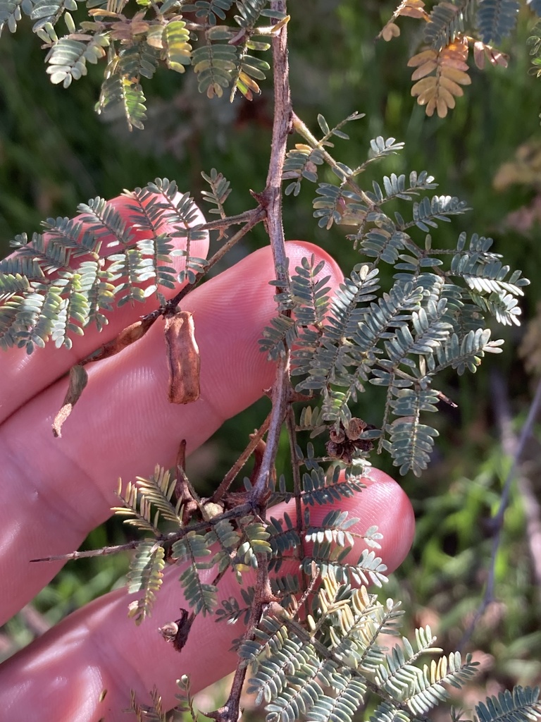 cat claw mimosa from Montezuma Castle National Monument, Camp Verde, AZ ...
