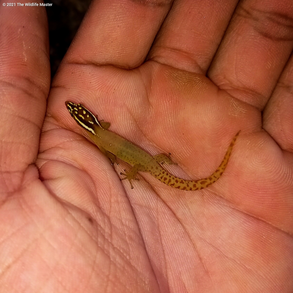 Tobago Least Gecko from Sangre Grande Regional Corporation, Trinidad ...
