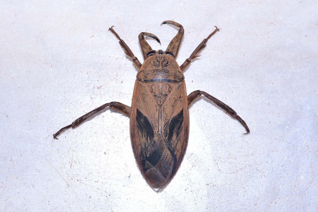 Giant Water Bugs from Niamey, Niger on October 30, 2021 at 09:44 PM by ...