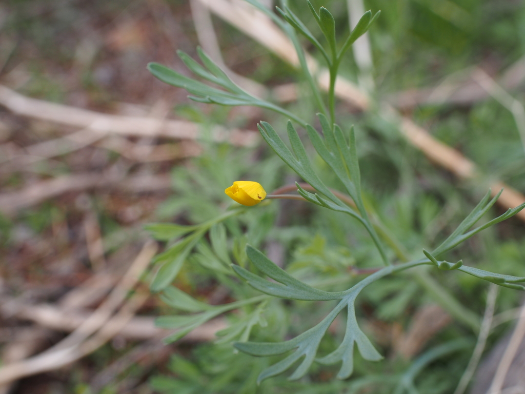 Little Gold Poppy from San Bernardino County, CA, USA on January 13 ...