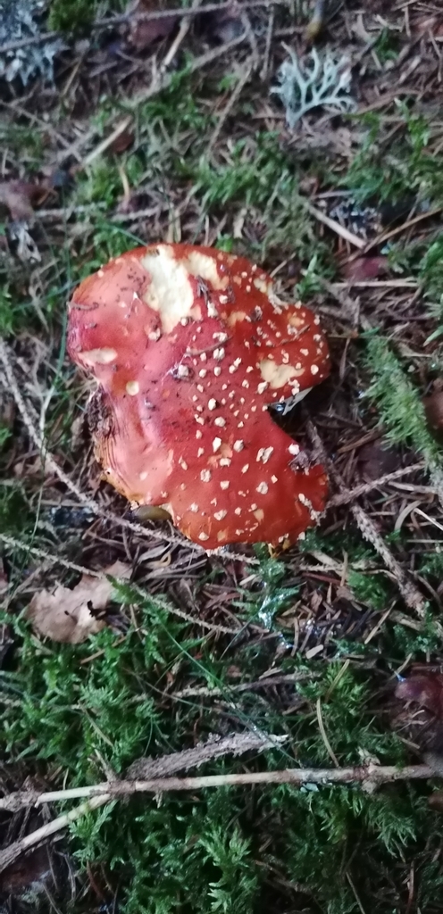 Fly Agaric from 63980 Échandelys, France on October 31, 2021 at 05:20 ...