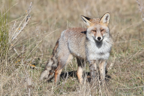 Photo 166861022, (c) Carlos N. G. Bocos, all rights reserved, uploaded ...