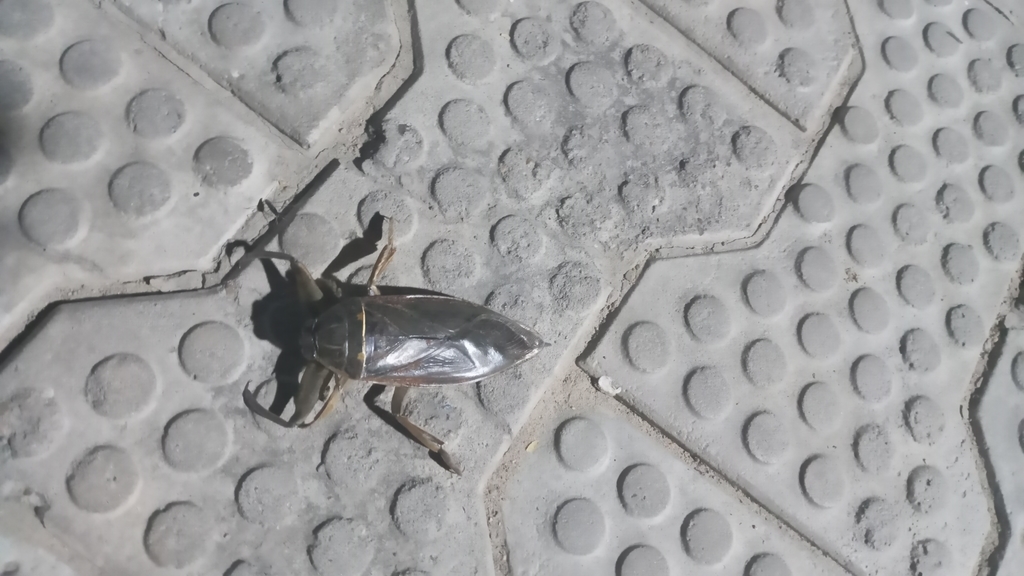 African Giant Water Bug from R5H3+6WJ, 600282, Maiduguri, Nigeria on ...