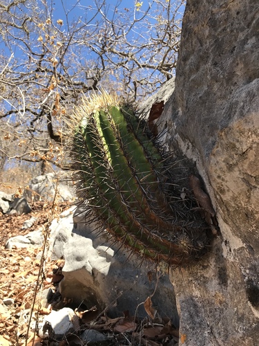 Ferocactus reppenhagenii · iNaturalist