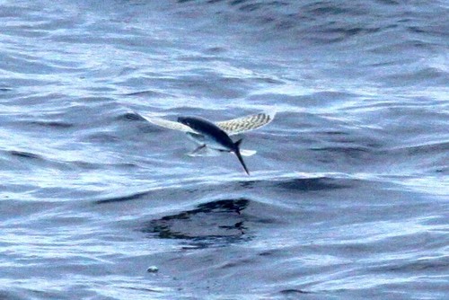 Ornamented Flyingfish (Cypselurus callopterus) · iNaturalist