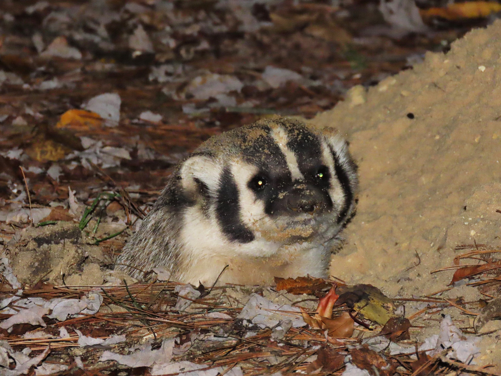 American Badger from Grayling, MI, US on November 01, 2021 at 07:05 PM ...
