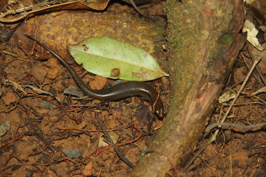 Brown Forest Skink from Puntarenas Province, Costa Rica on July 30 ...