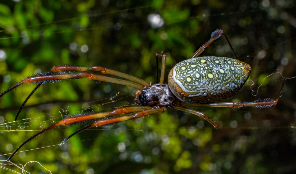 Golden Silk Spider from Cabo Corrientes, Jal., México on October 17 ...