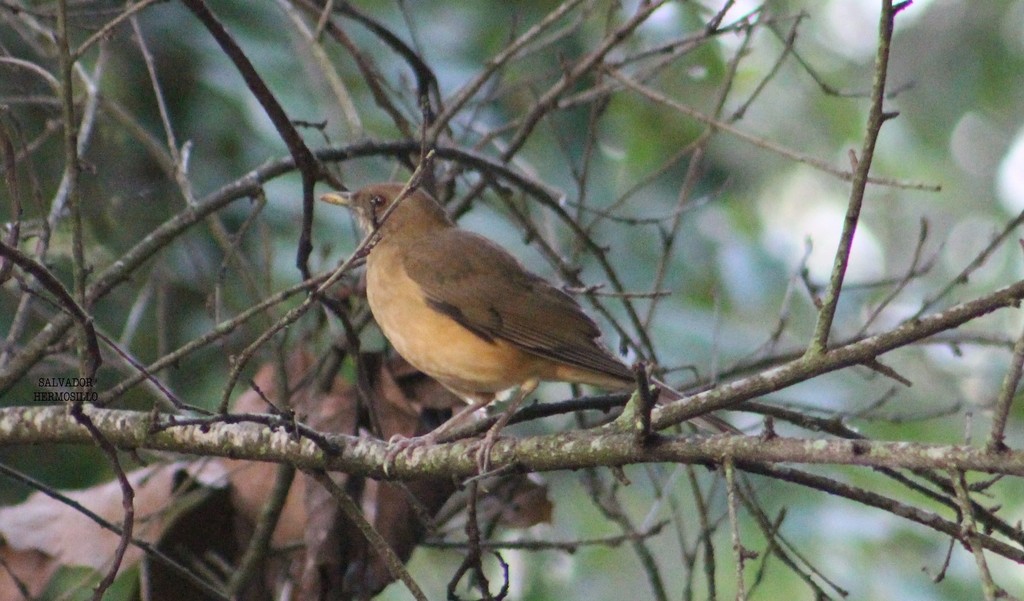 Clay-colored Thrush from Aquismón, S.L.P., México on November 01, 2021 ...