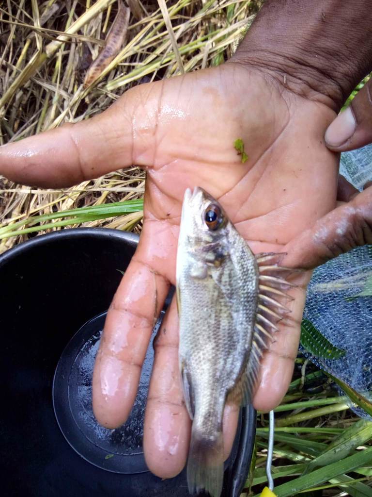 Burro Grunt from Invader's Bay, Port of Spain, Trinidad and Tobago on ...