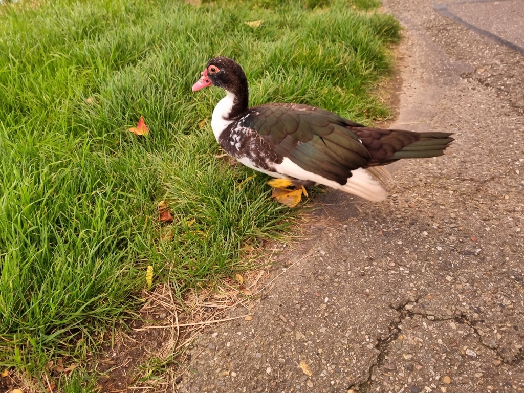 Domestic Muscovy Duck from 2131 MD Hoofddorp, Nederland on November 01 ...