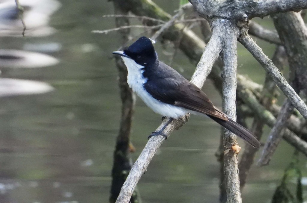 Restless Flycatcher from Macksville NSW 2447, Australia on November 02 ...